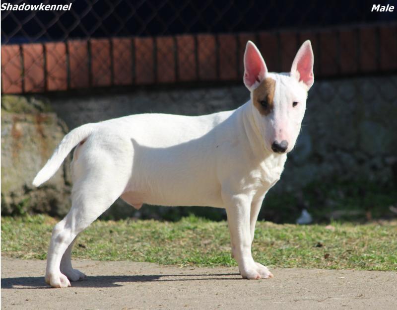 Mini Bull Terijer štenci