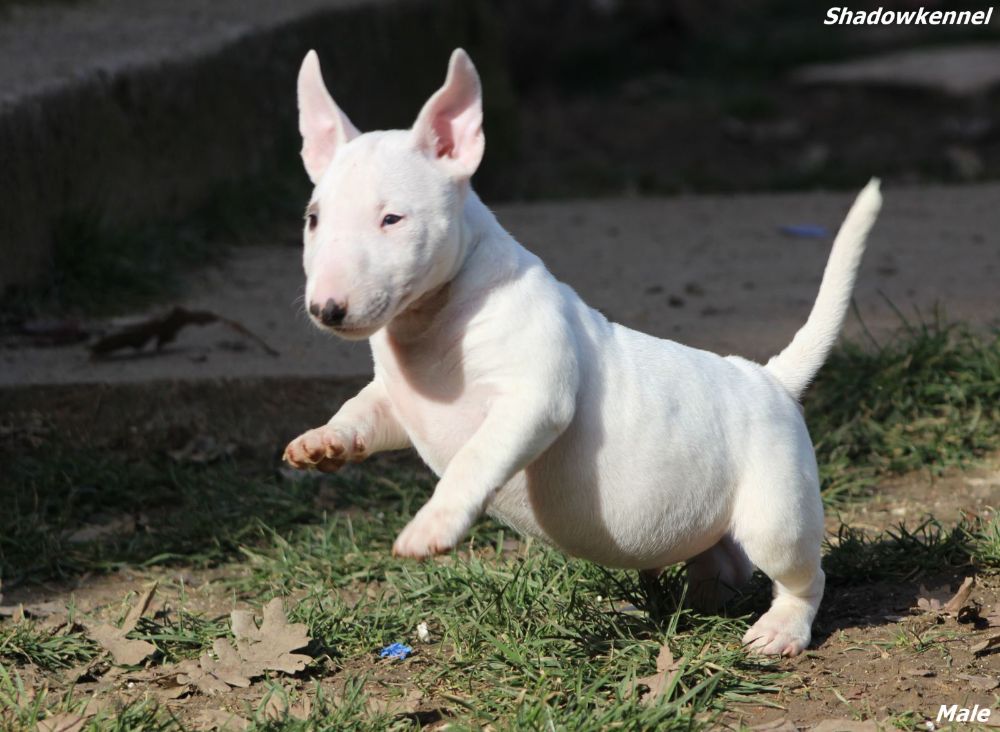 Mini Bull Terijer štenci