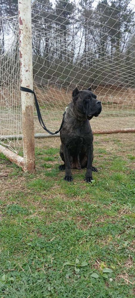 Cane corso zenka na prodaju