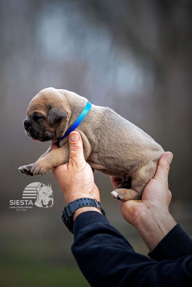 Cane Corso štenci