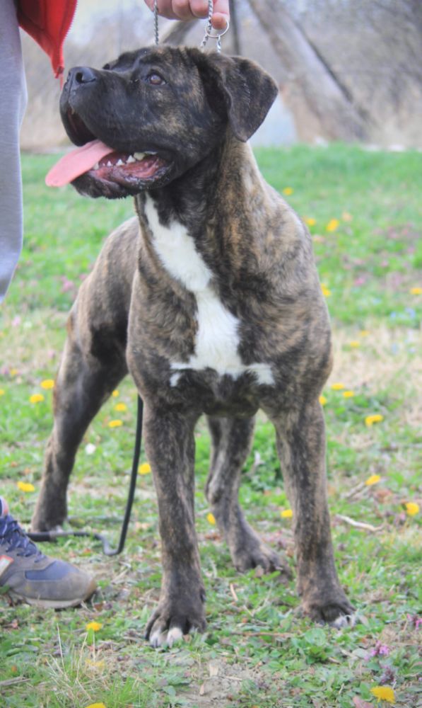 Cane Corso