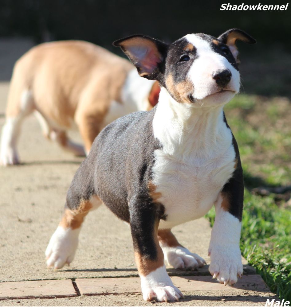 Mini Bull Terijer