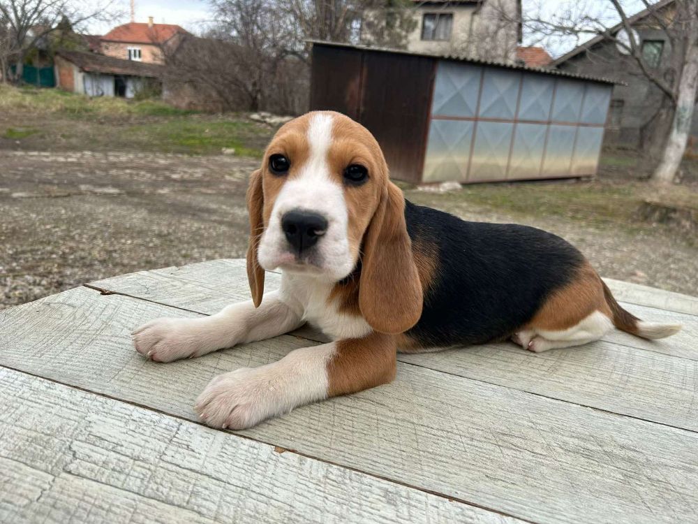 Bigl štenci I odrasla ženka