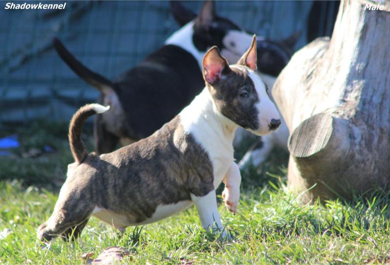 Mini bull terijer prelepi štenci