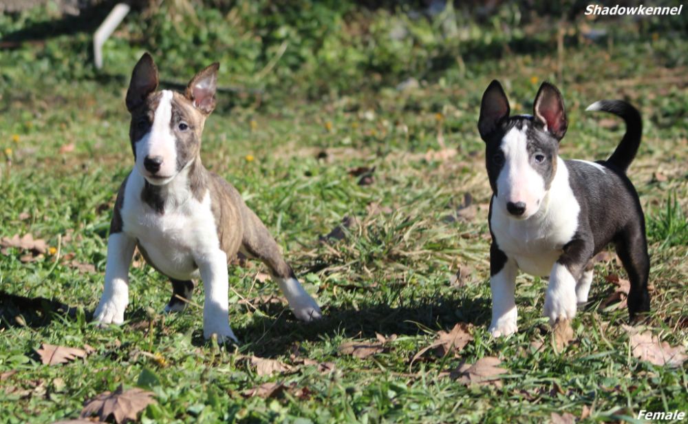 Mini Bull Terijer štenci