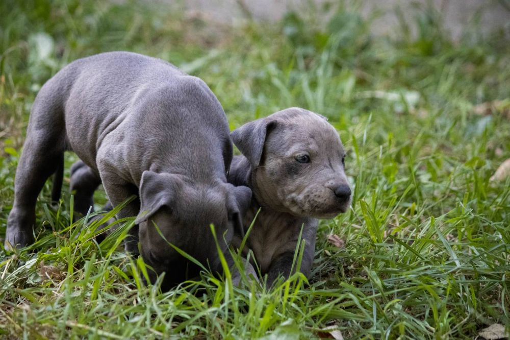 Američki pit bull terijer štenci