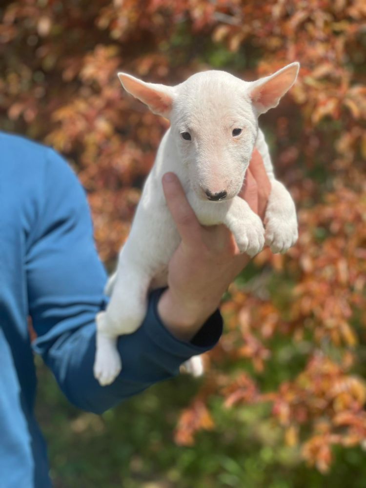 Minijaturni Bull Terijer štenci