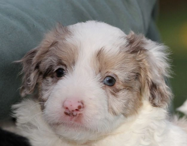 Ghost Merle Border Collie