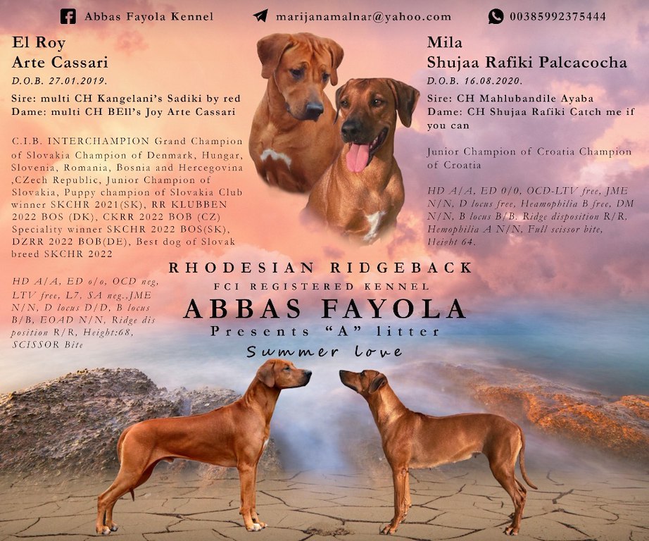 Rodezijski riđbek/Rhodesian Ridgeback