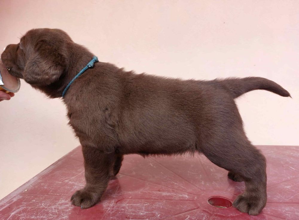 Na prodaju čokoladni štenci labrador retrivera