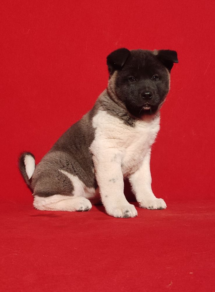 Americka Akita štenci