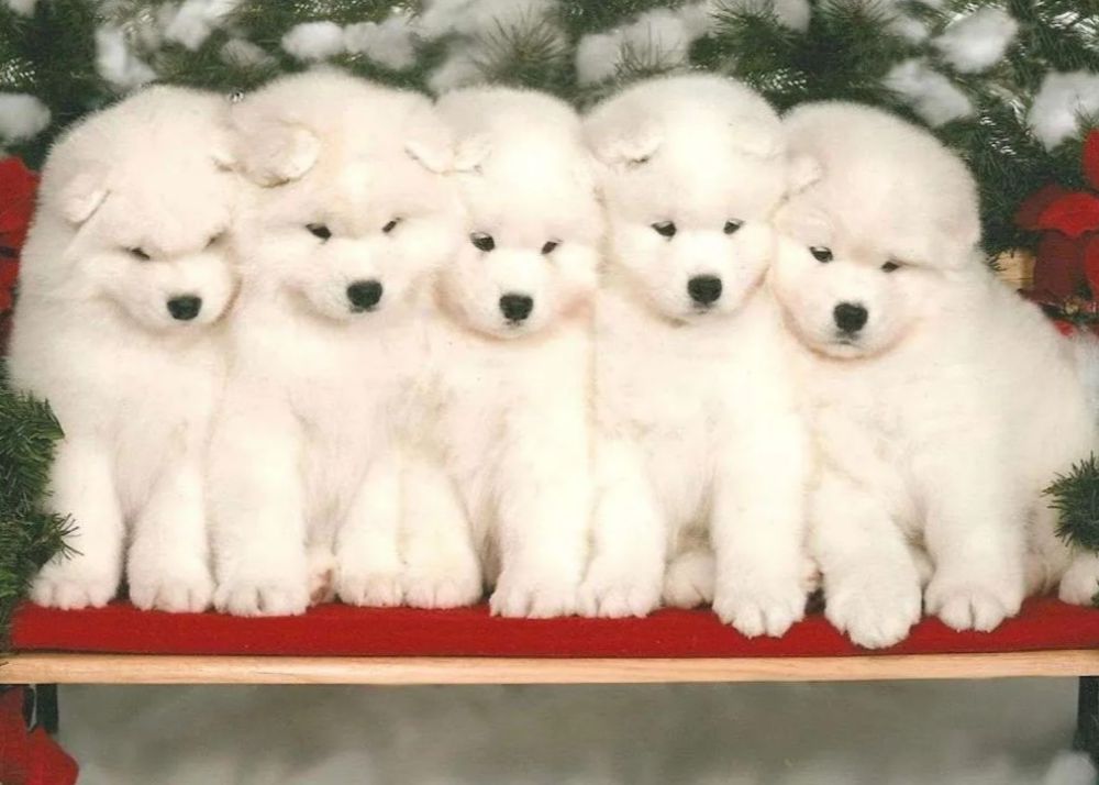 Samojed i Sibirski haski stenci