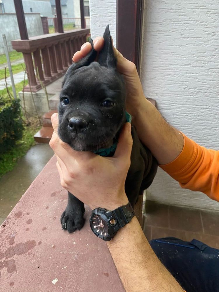 Cane Corso štenci