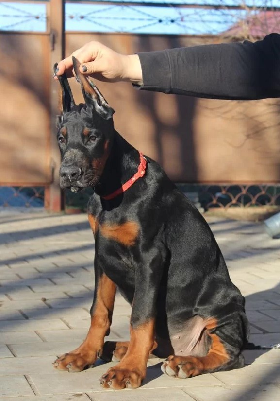 Doberman i Rotvajler stenci