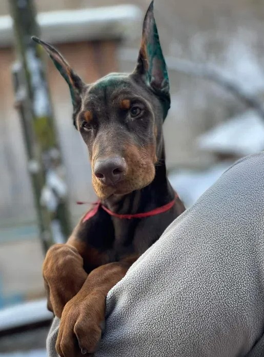 Doberman i Rotvajler stenci