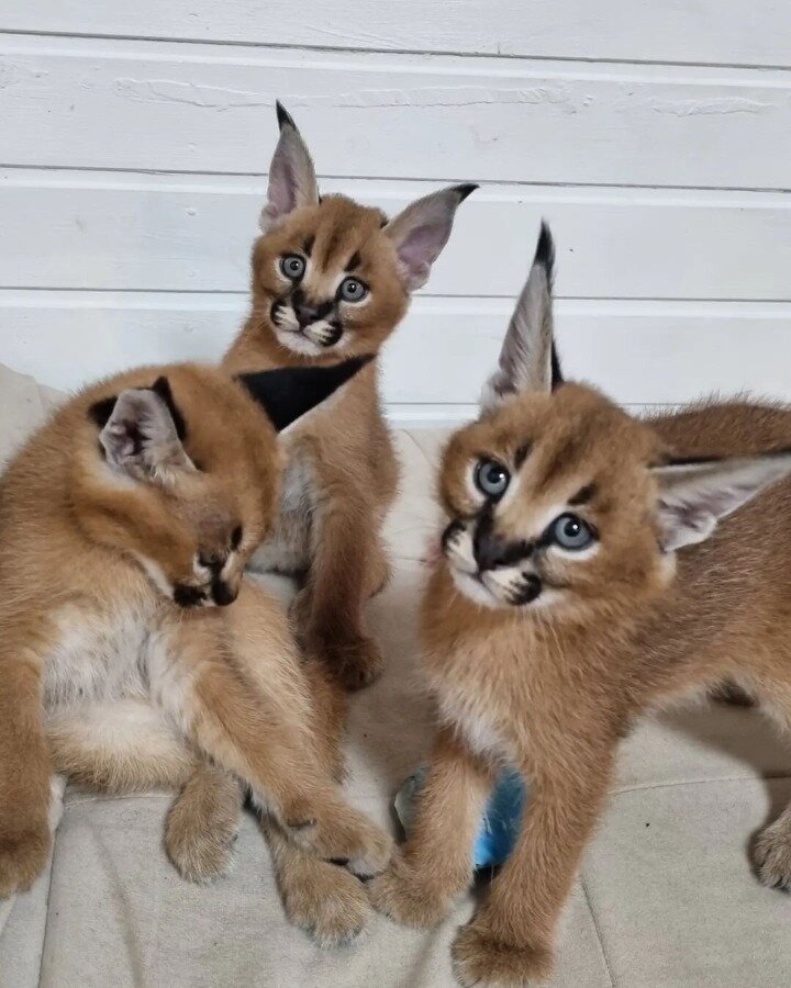 Savannah, serval i caracal mačići dostupni