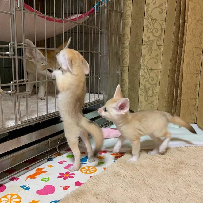 Baby Fennec Fox na prodaju