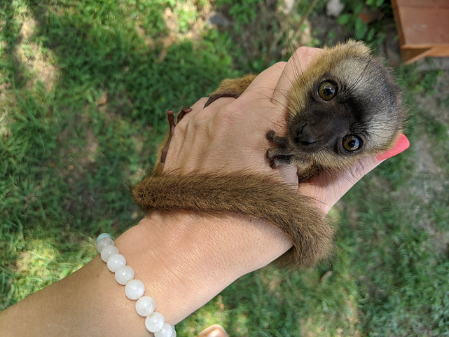 Na prodaju mužjak smeđeg lemura.