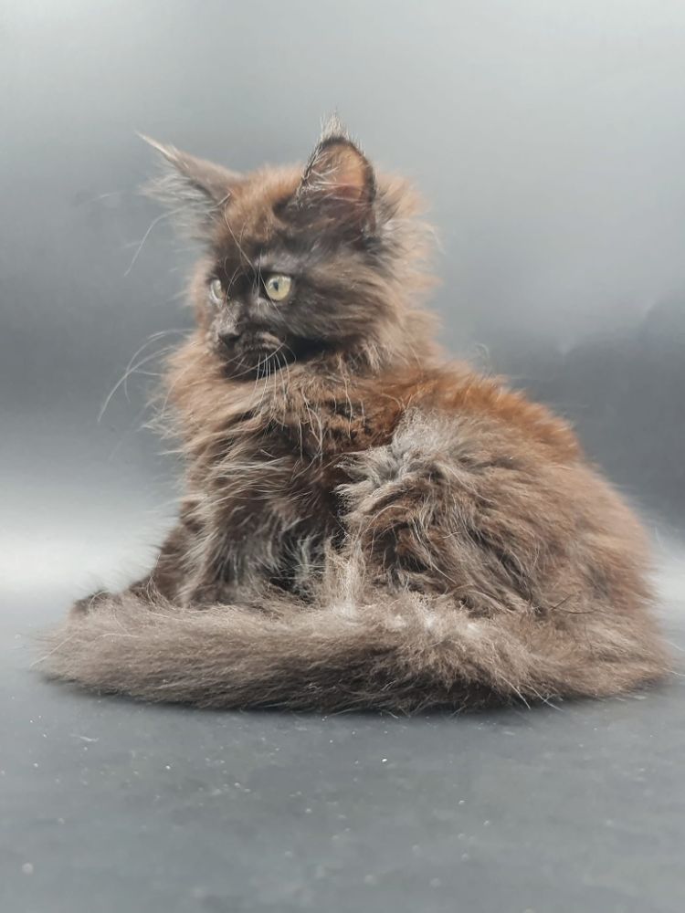 OPRAH – Maine Coon macic cistokrvni