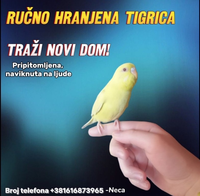 Ručno hranjena tigrica