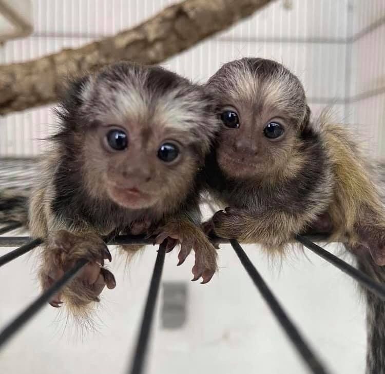 Marmosets majmuni dostupni su sada