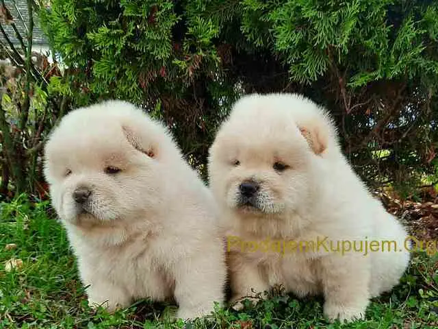 Chow Chow cau cau