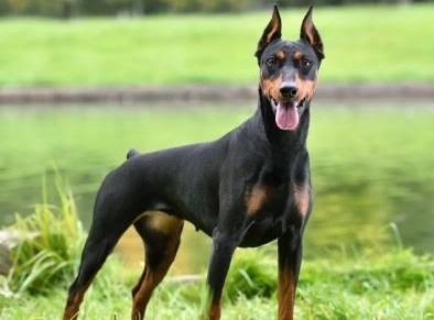 Doberman i Patuljasti pinc