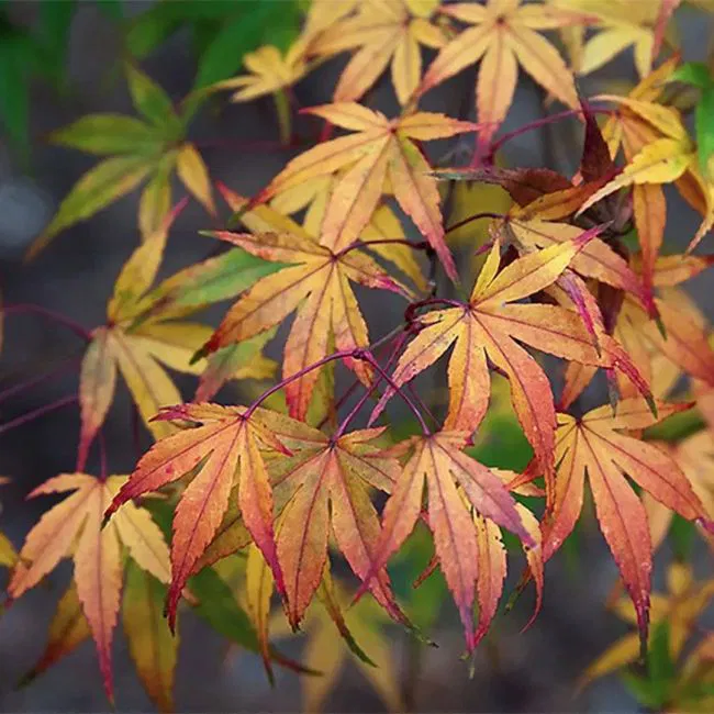 Acer palmatum Bi Ho