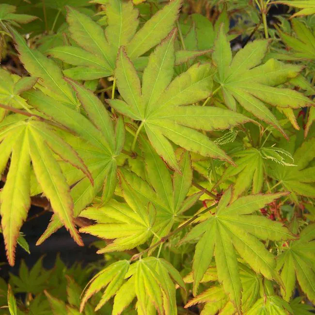 Acer palmatum Katsura