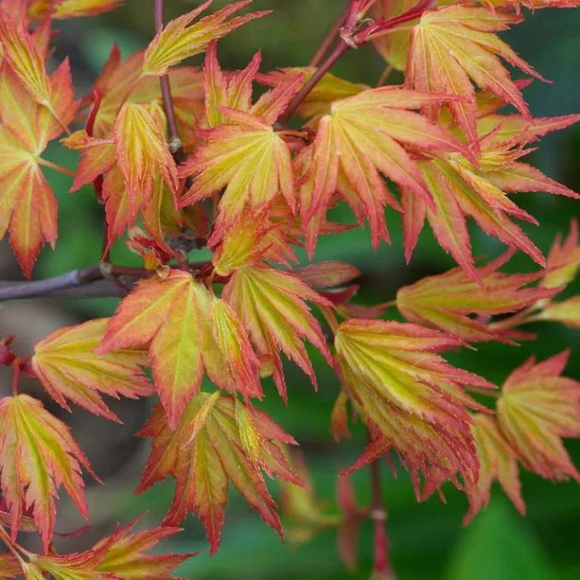 Acer palmatum Orange Dream