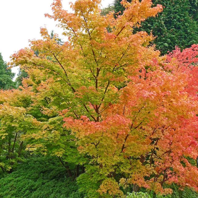 Acer palmatum Sango-Kaku