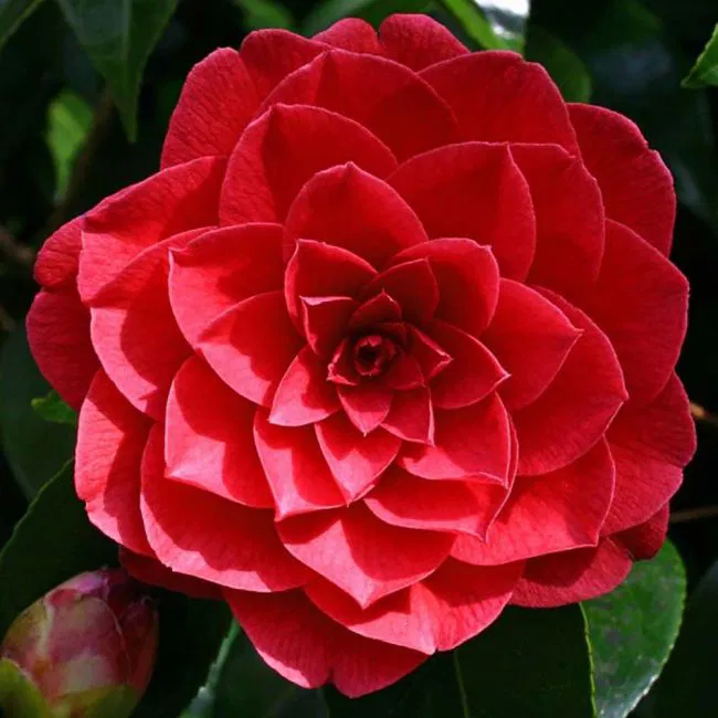 Camellia japonica Black Lace