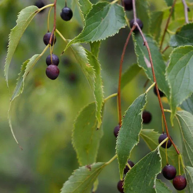 Celtis australis