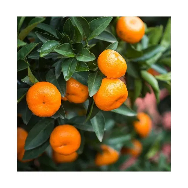 Citrus mitis Calamandin