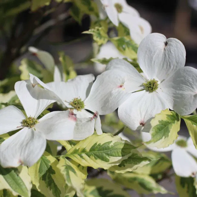 Cornus florida Cherokee Daybreak