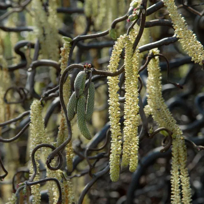 Corylus avellana Contorta