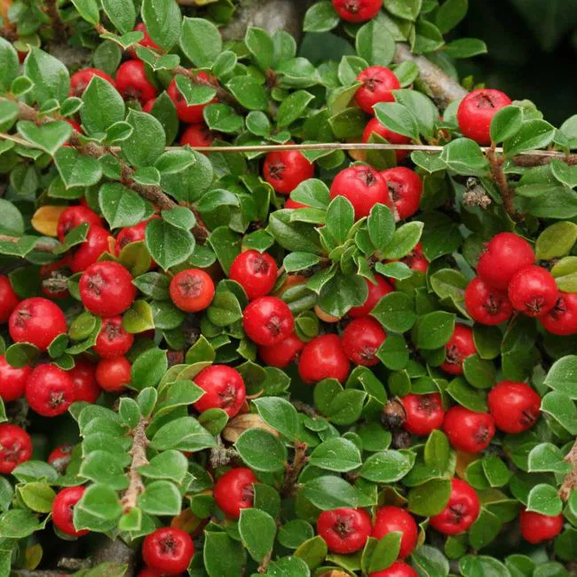 Cotoneaster Mix