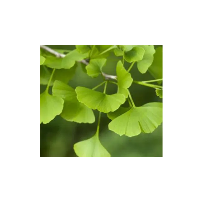 Ginkgo biloba • Busen