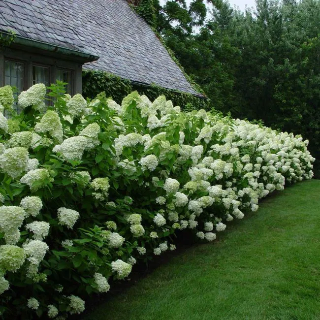 Hydrangea paniculata Limelight