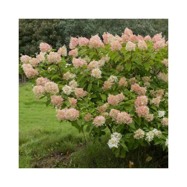 Hydrangea paniculata Phantom