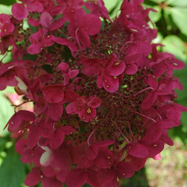 Hydrangea paniculata Wim's Red