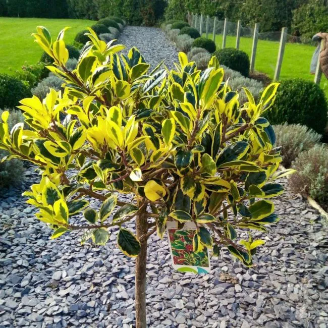 Ilex aquifolium Golden Van Tol