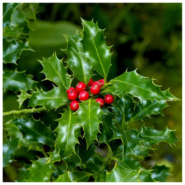 Ilex aquifolium Yellora