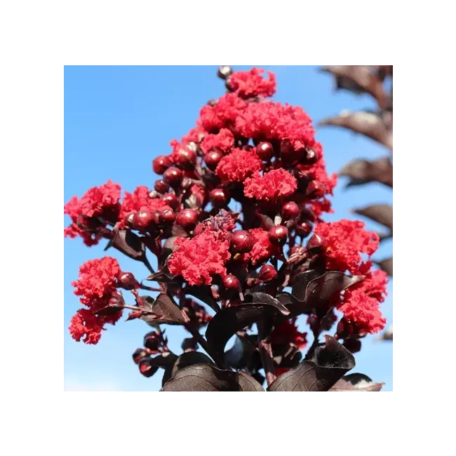 Lagerstroemia indica Best Red