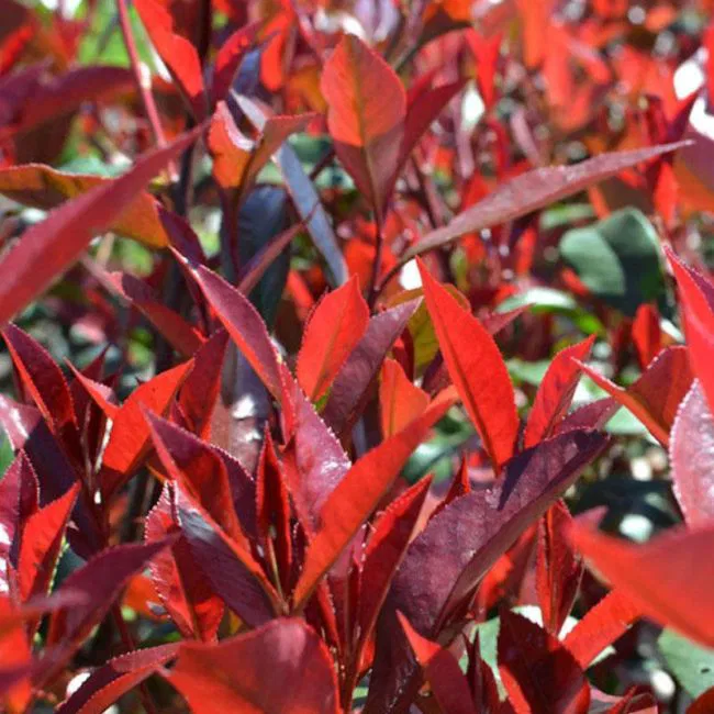 Photinia fraseri X Carre Rouge