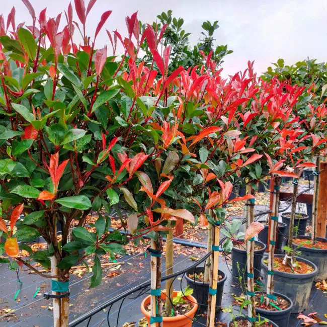 Photinia x fraseri Little Red Robin