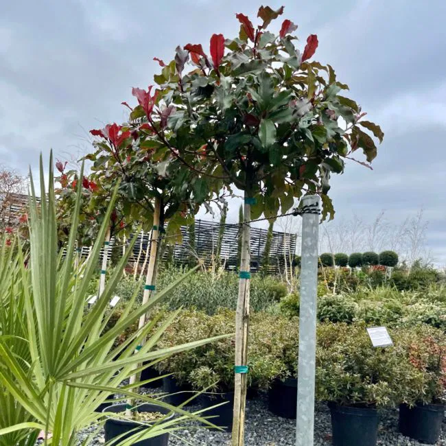 Photinia x fraseri Magical Volcano