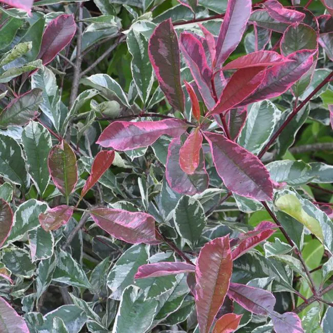 Photinia x fraseri Pink Marble