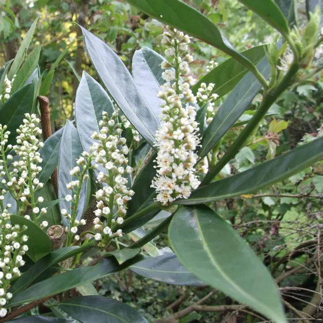 Prunus laurocerasus Otto Luyken