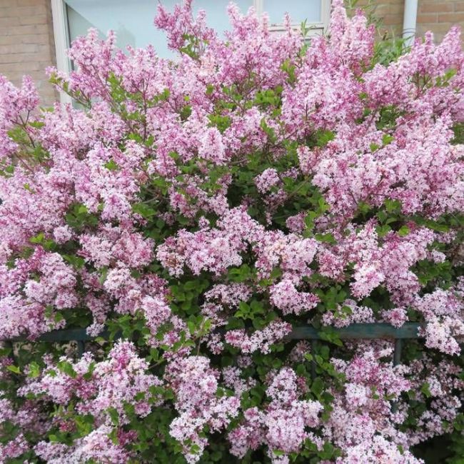 Syringa Superba